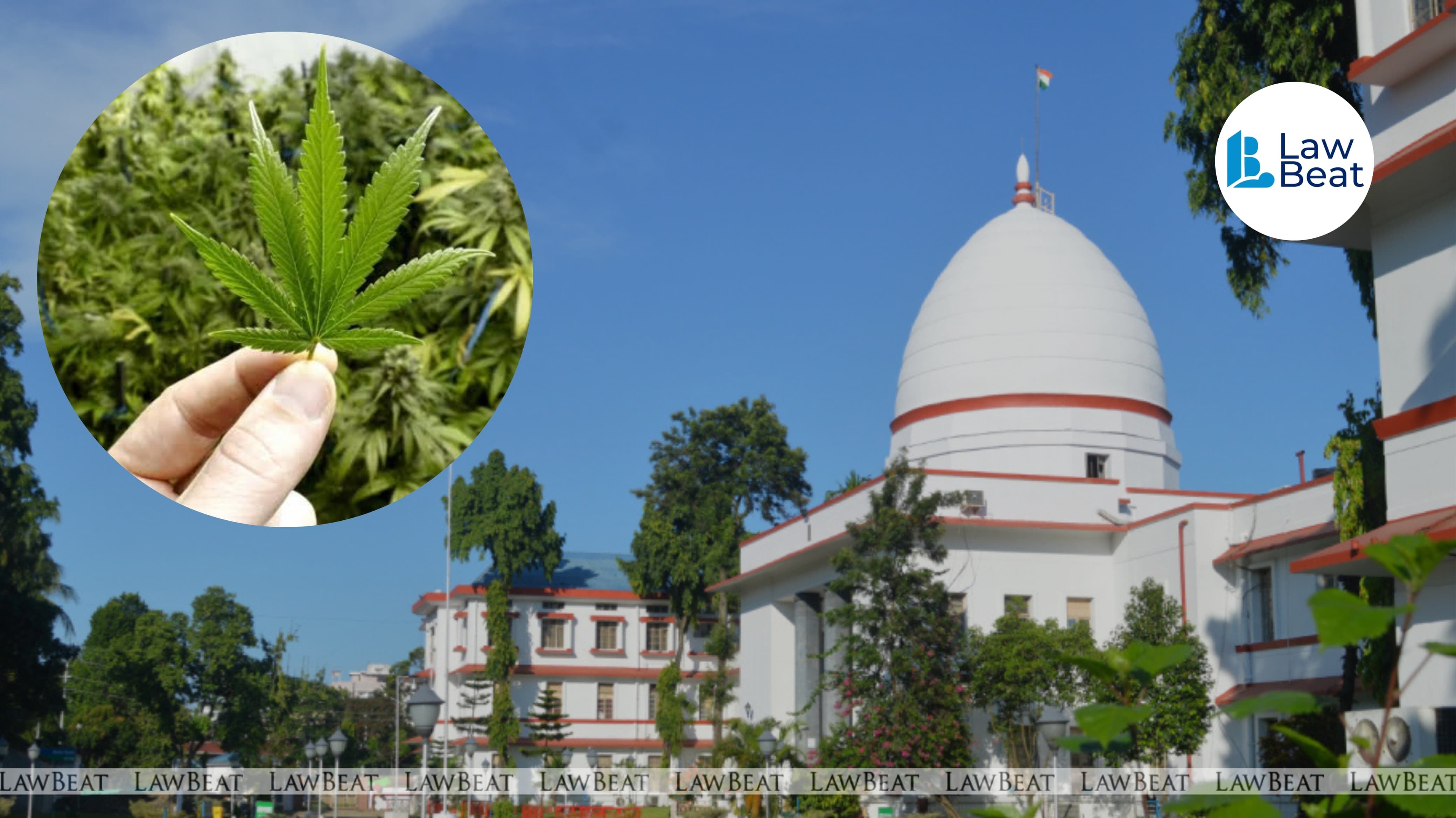 'Ganja' Covers Only Flowering or Fruiting Tops, Not Leaves or Seeds ...