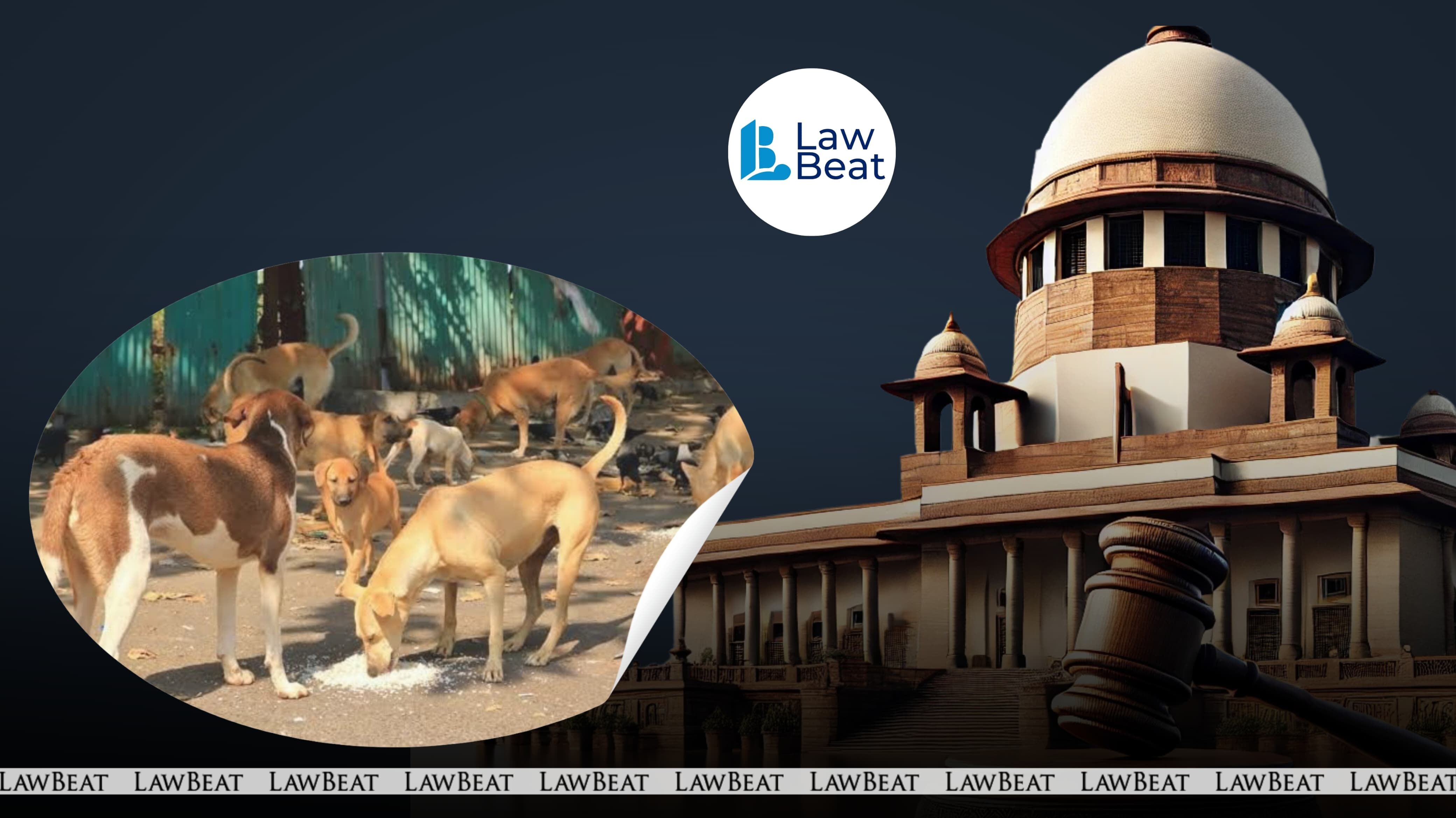 Supreme Court Steps In on Stray Dog Menace, Seeks Action on Rabies ...