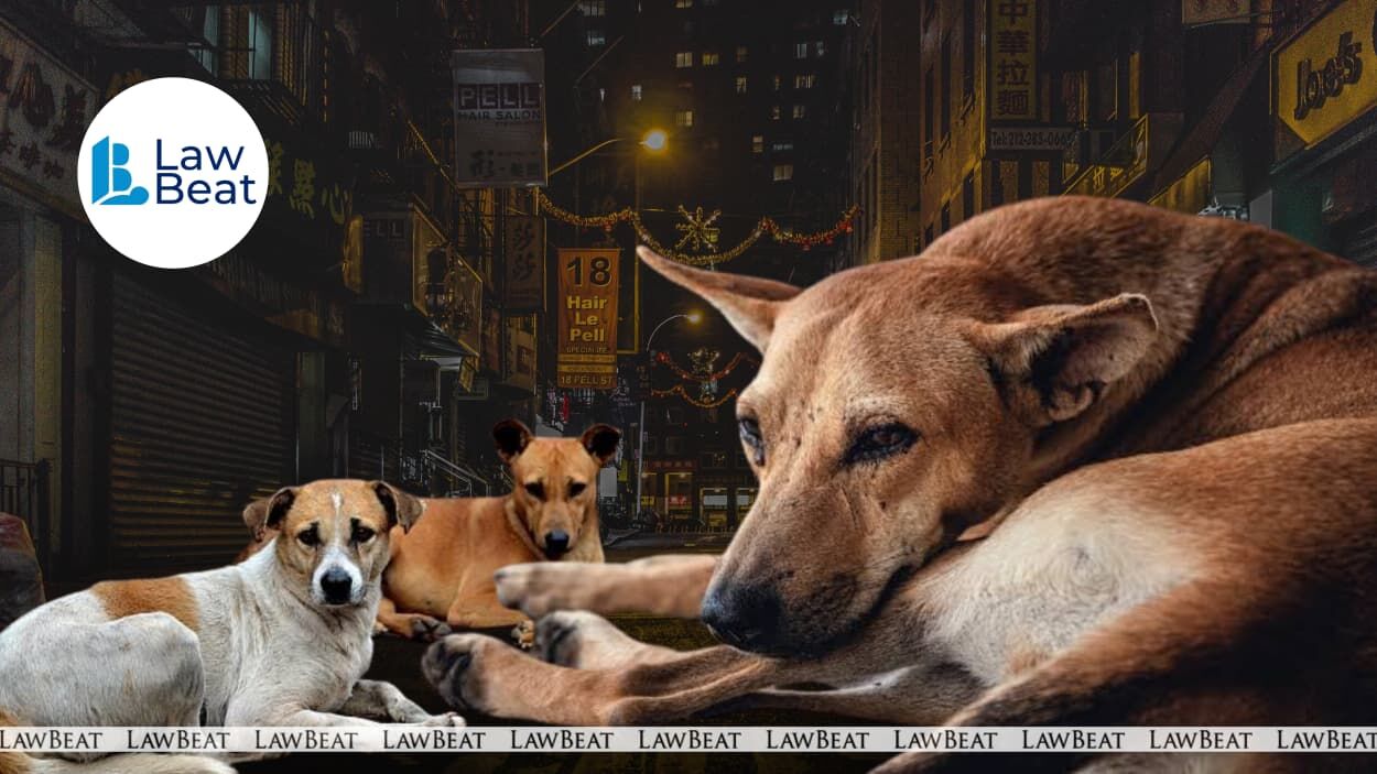 After SC, Rajasthan High Court directs removal of stray dogs, other ...