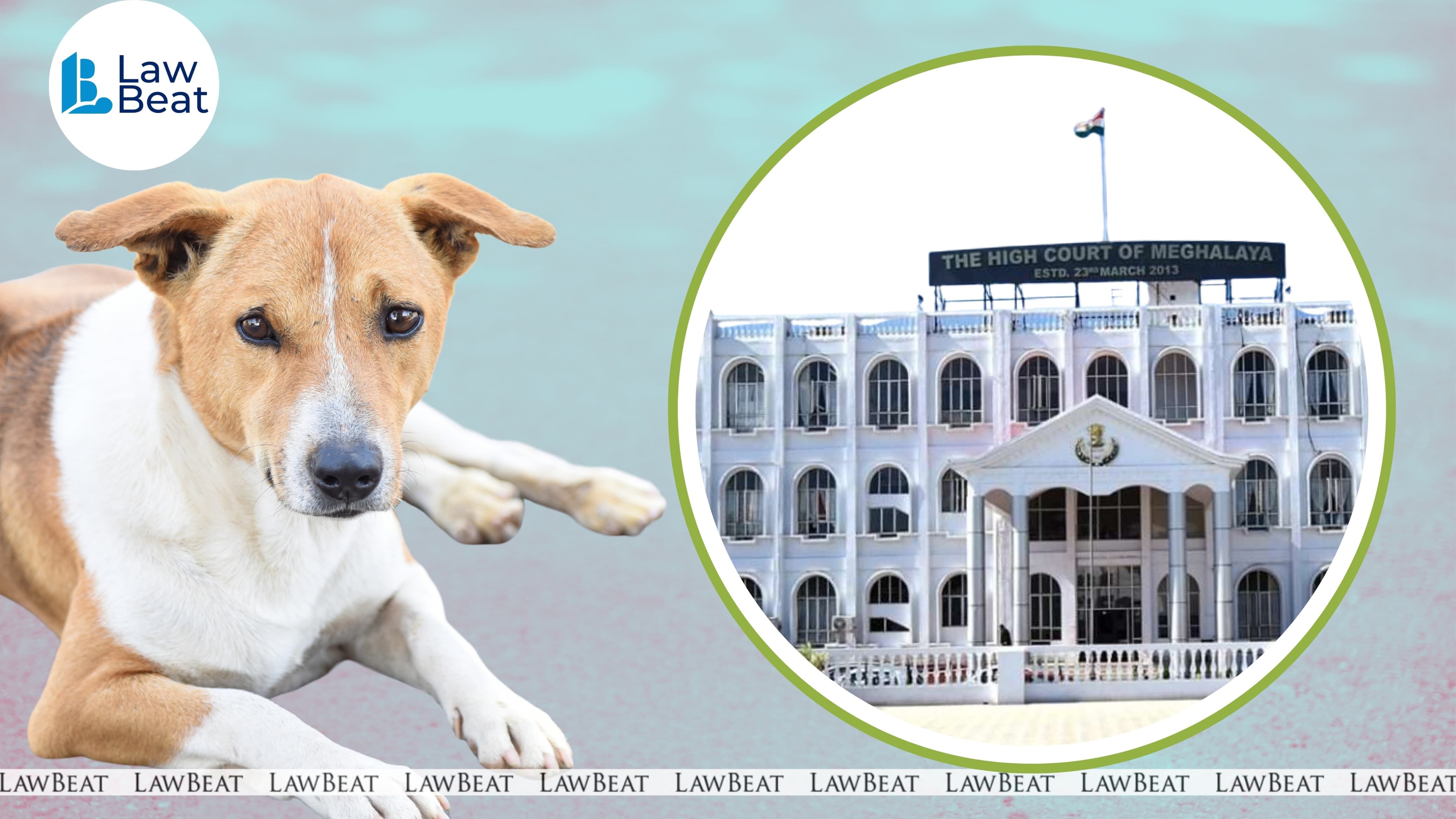Meghalaya HC: Capture, Vaccinate and Observe Stray Dogs Before Release ...