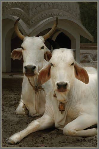 "Declare Cow a National Animal & Cow Protection a Fundamental Right of ...